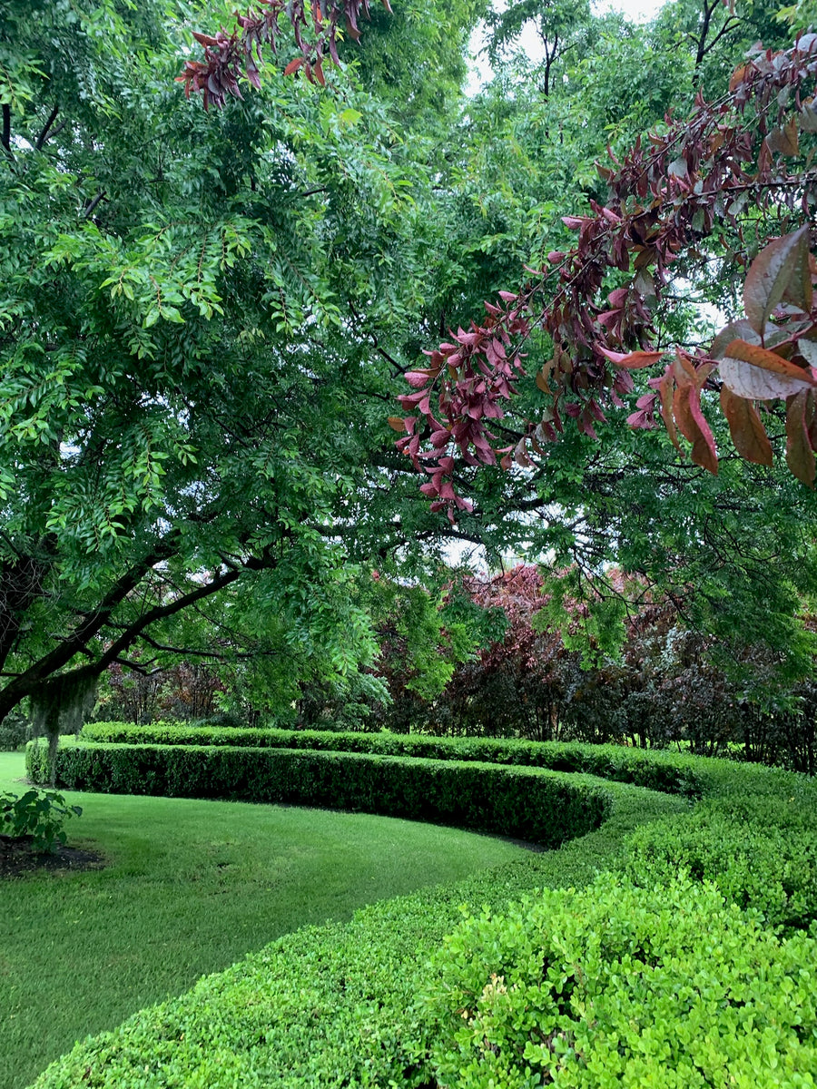 Jane Duddy's Liverpool Plains Garden – Gin Gin Garden Club