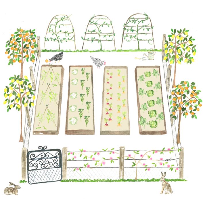 In The Garden | Winter Veggie Patch – Gin Gin Garden Club