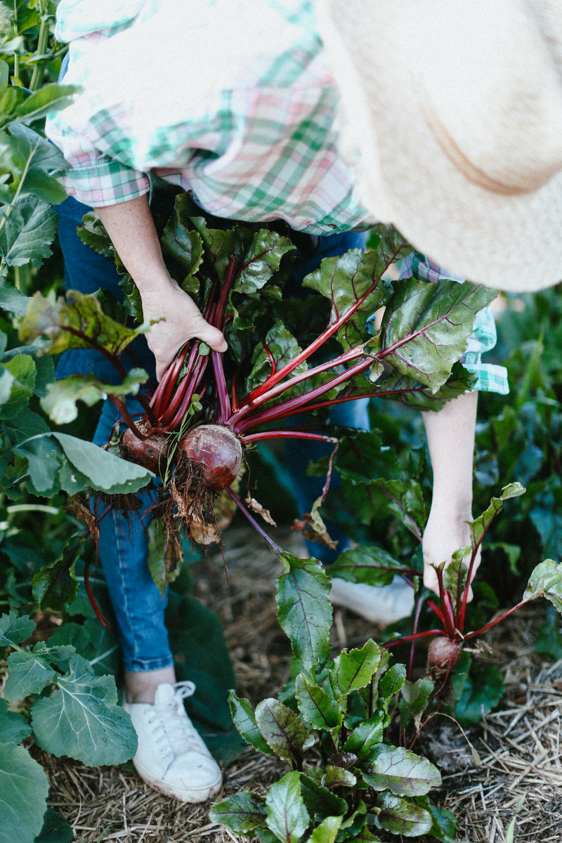 Veggie patch – Gin Gin Garden Club